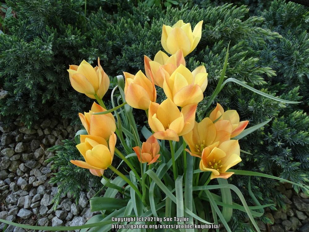 Photo of the bloom of Batalin Tulip (Tulipa linifolia 'Honky Tonk ...
