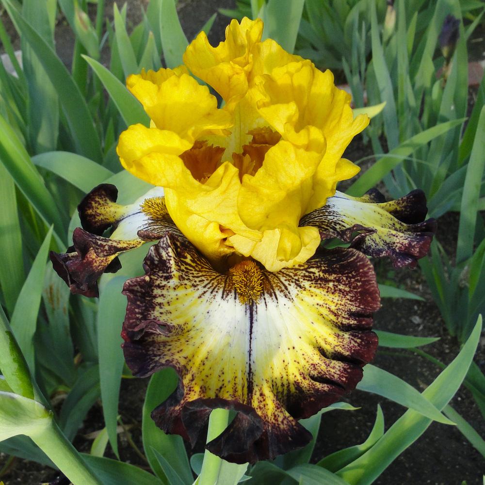 Photo of the bloom of Tall Bearded Iris (Iris 'Magic Ring') posted by ...