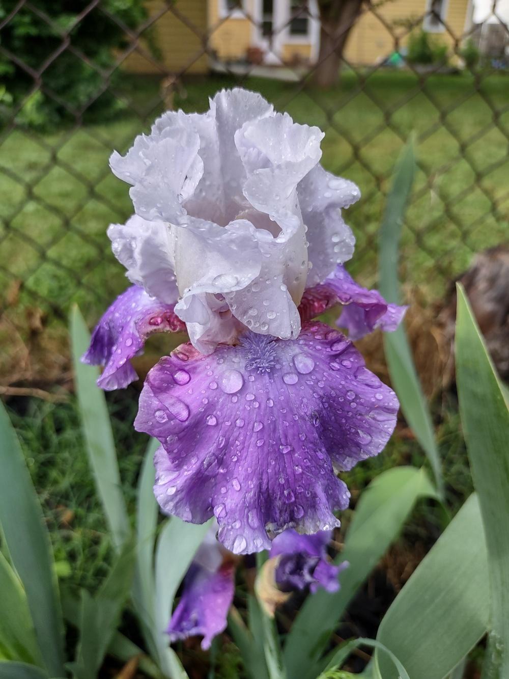 Photo of the bloom of Tall Bearded Iris (Iris 'Off the Shoulder ...