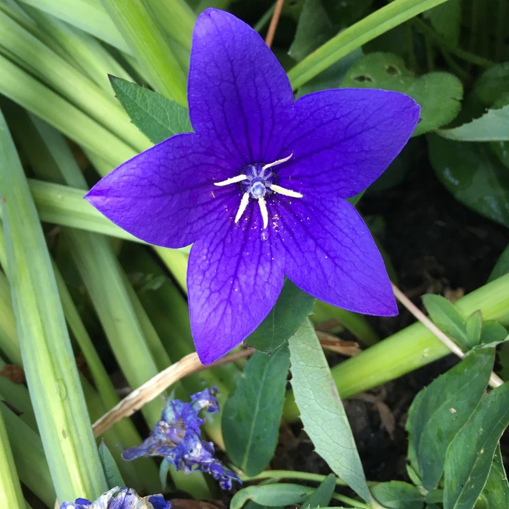 Balloon Flower (Platycodon grandiflorus Pop Star™ Blue) in the ...