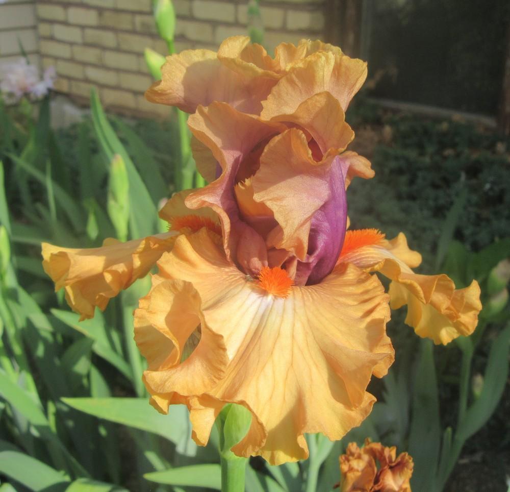 Tall Bearded Iris (Iris 'Color Capers') in the Irises Database - Garden.org