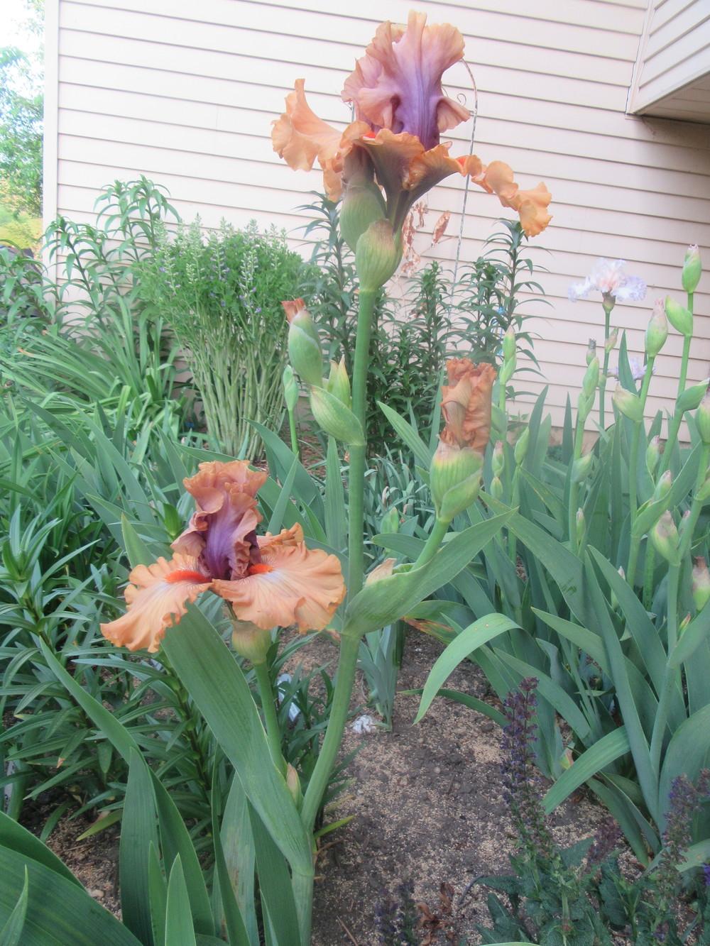 Photo of the entire plant of Tall Bearded Iris (Iris 'Color Capers ...