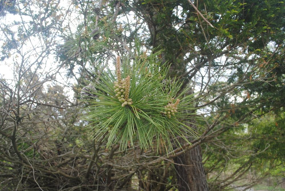 Photo of the leaves of Northern Pitch Pine (Pinus rigida) posted by ...