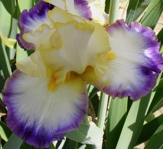 Tall Bearded Iris (Iris 'Reach the Stars') in the Irises Database - Garden.org