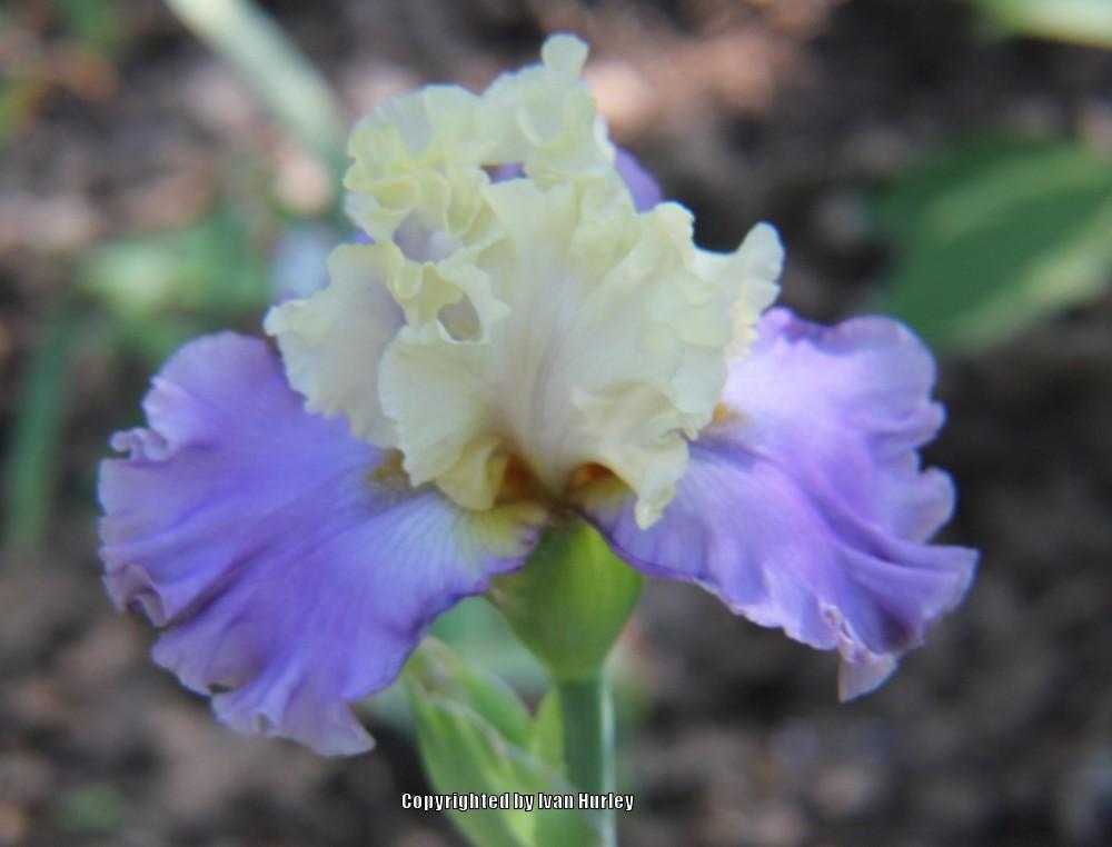 Photo of the bloom of Tall Bearded Iris (Iris 'Dancing Days') posted by ...