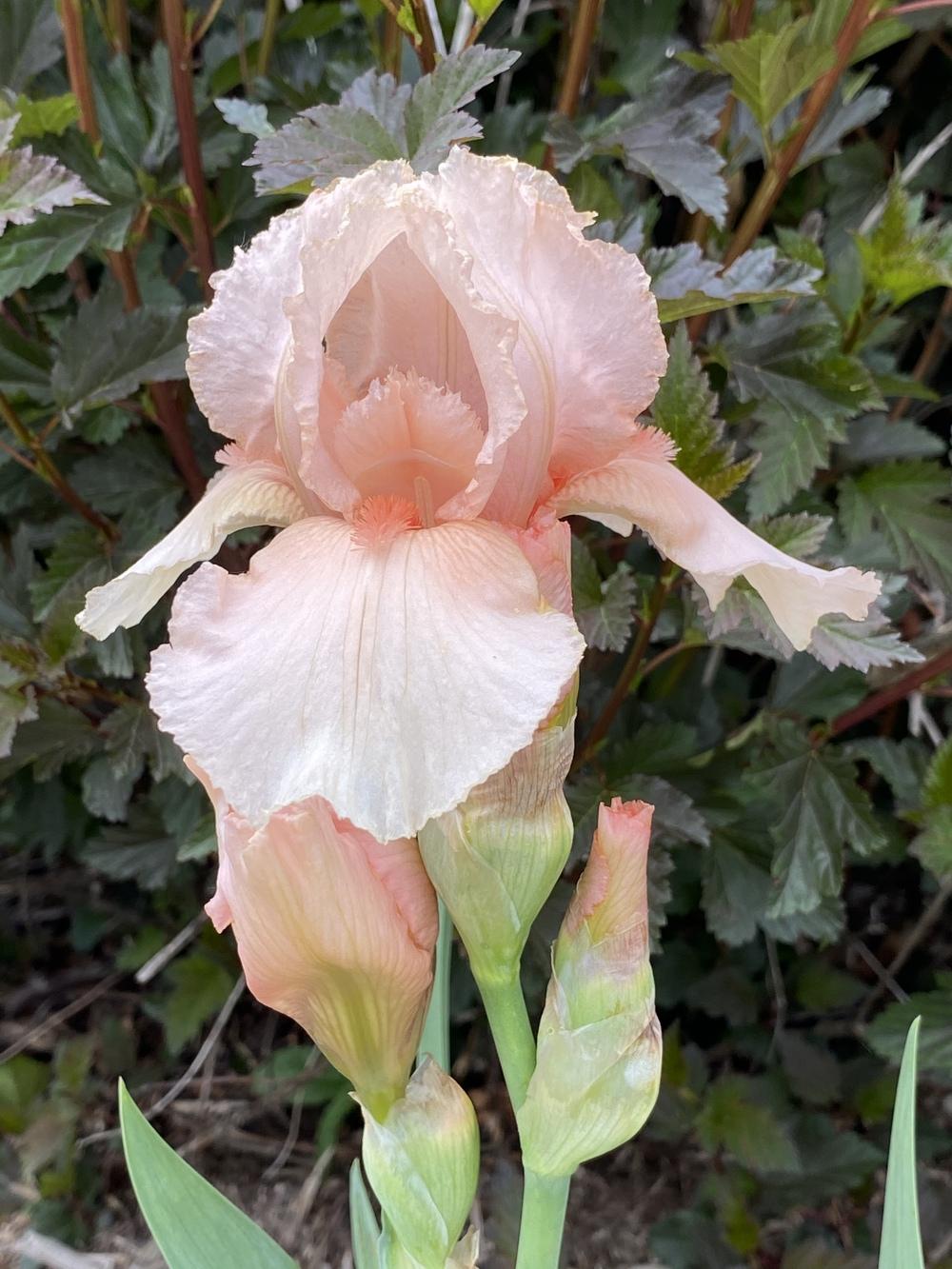Photo of the bloom of Intermediate Bearded Iris (Iris 'Magic Bubbles ...