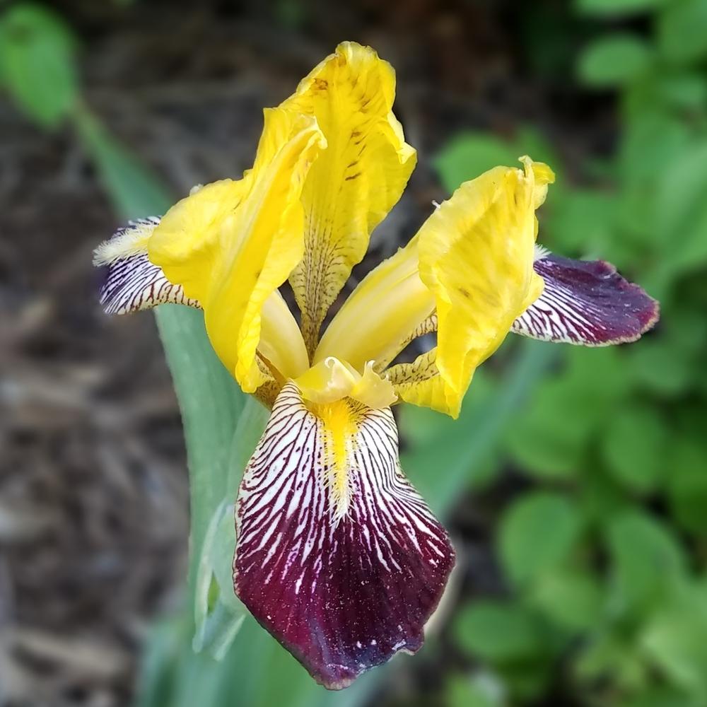 Tall Bearded Iris (Iris 'Chelles') in the Irises Database - Garden.org