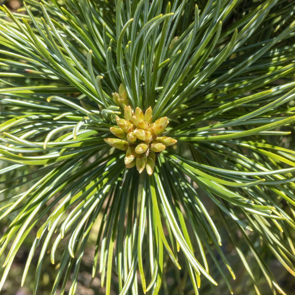 Swiss Stone Pine (Pinus cembra 'Aristocrat') - Garden.org