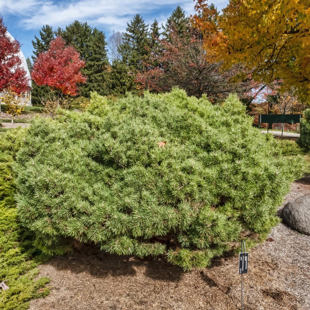 Photo of the entire plant of Scots Pine (Pinus sylvestris 'Plainfield ...