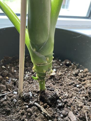 Dumb cane stem too thin - falling over in the Houseplants forum ...