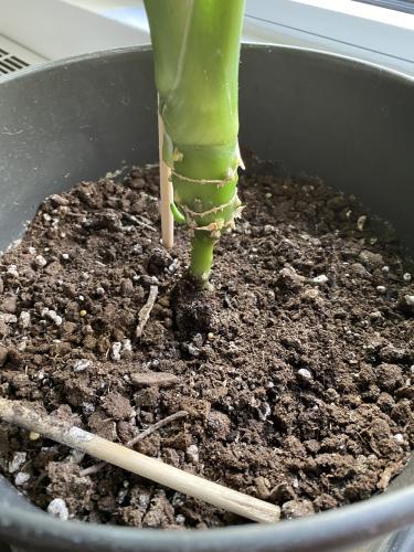 Dumb cane stem too thin - falling over in the Houseplants forum ...