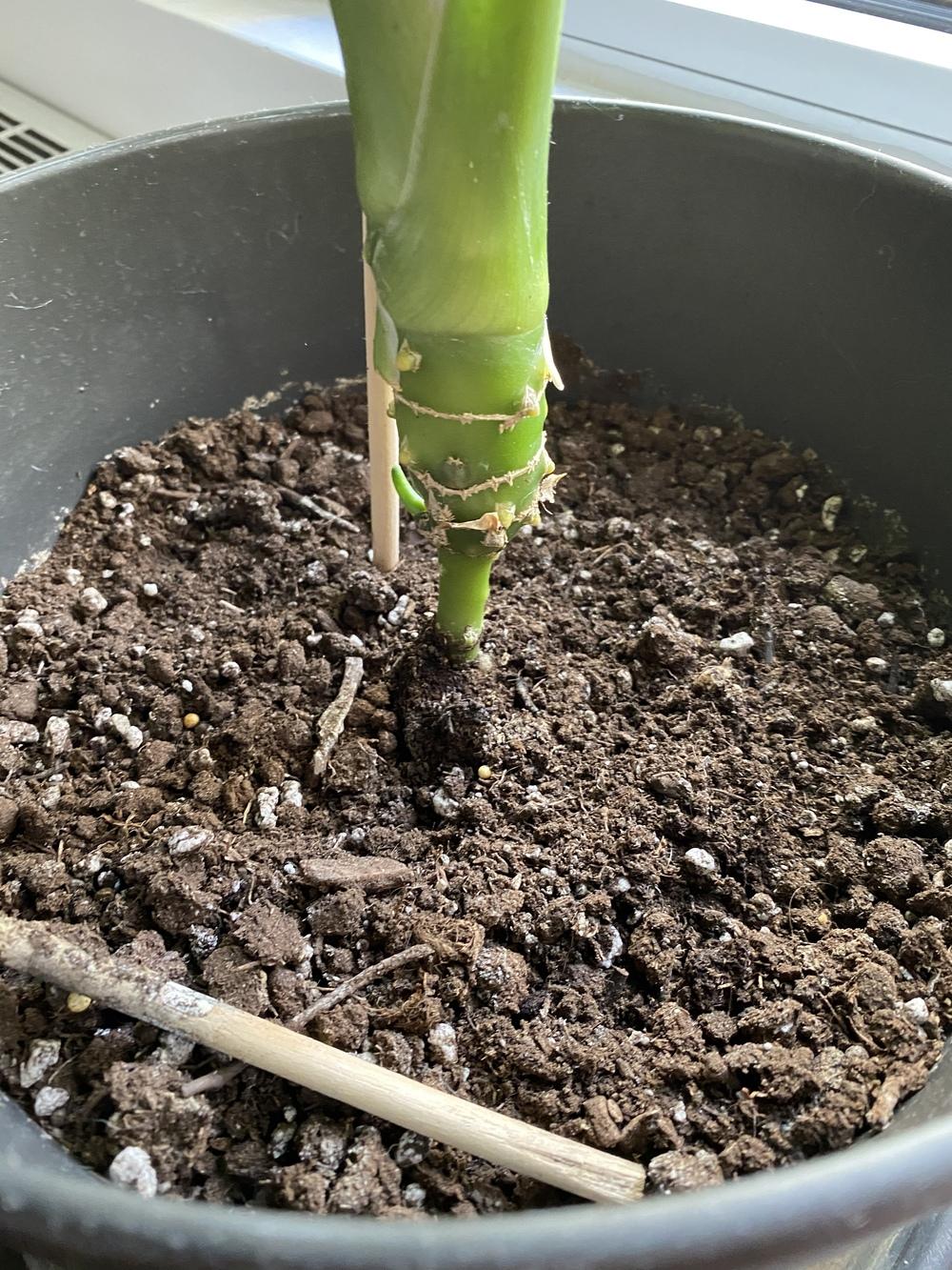 Dumb cane stem too thin - falling over in the Houseplants forum ...