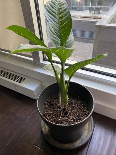Dumb cane stem too thin - falling over in the Houseplants forum ...