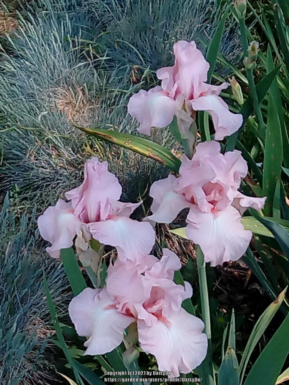 Photo of the bloom of Tall Bearded Iris (Iris 'Vanity') posted by ...