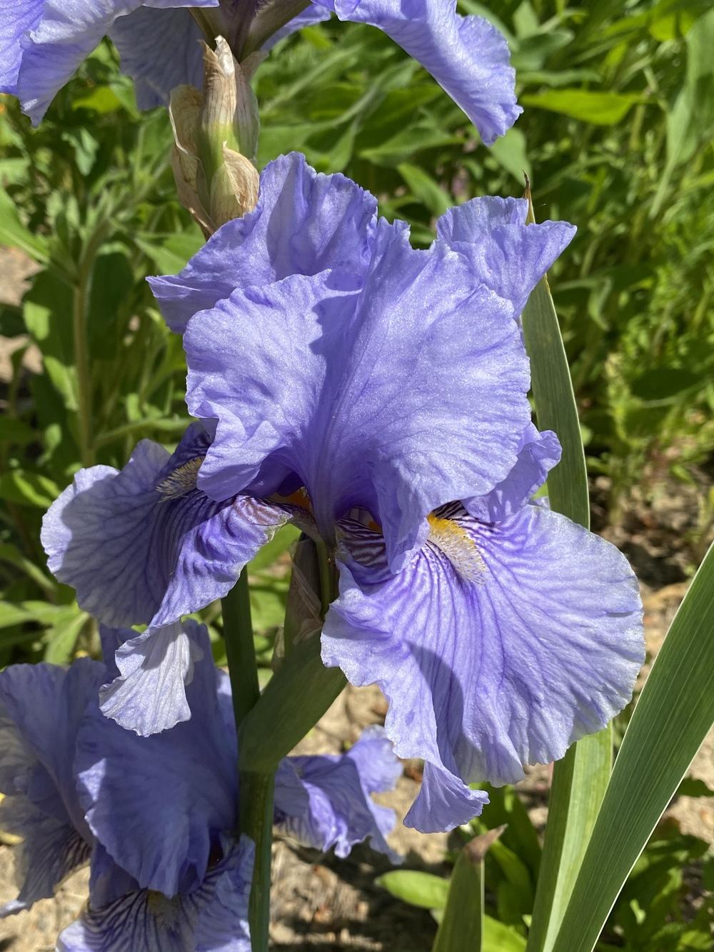 Tall Bearded Iris (Iris 'Fancy Fellow') in the Irises Database - Garden.org