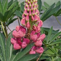 Photo of the bloom of Dwarf Lupine (Lupinus 'Gallery Red') posted by ...