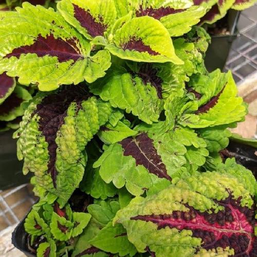 Coleus (Coleus scutellarioides Kong Jr.™ Rose) in the Coleus Database ...