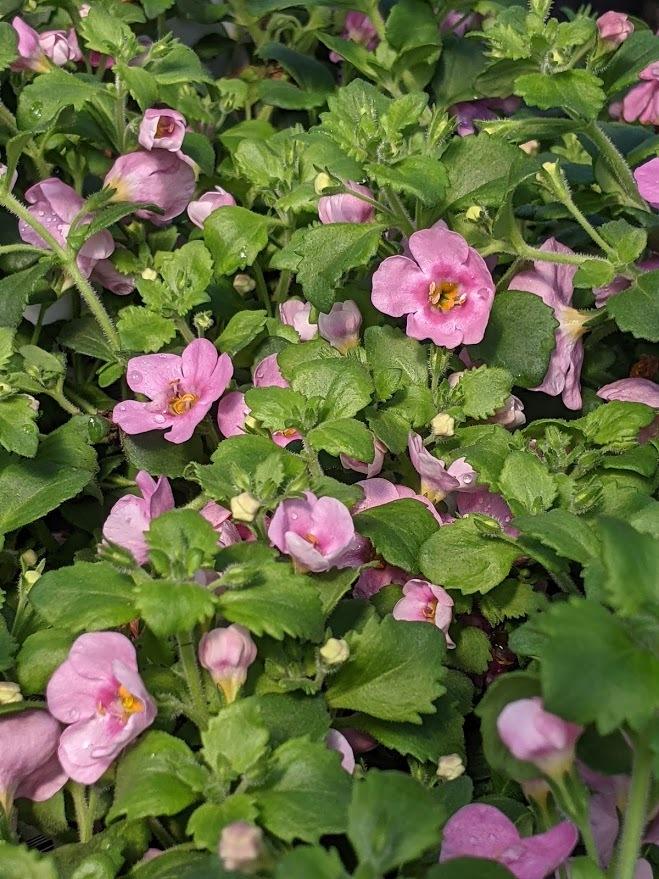 Photo of the entire plant of Bacopa (Sutera cordata MegaCopa™ Pink ...