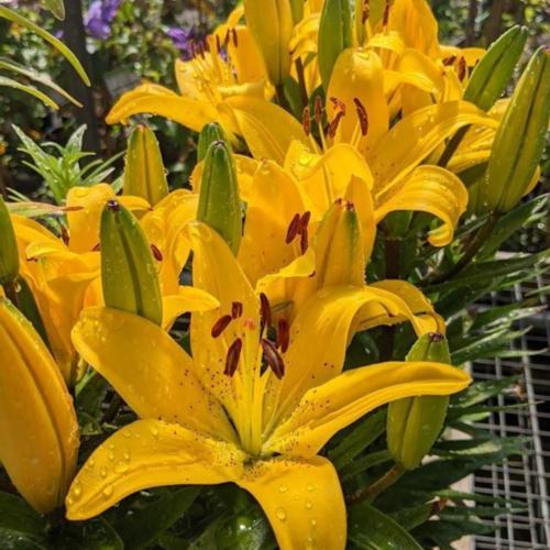 Lily (Lilium 'Golden Matrix') in the Lilies Database - Garden.org