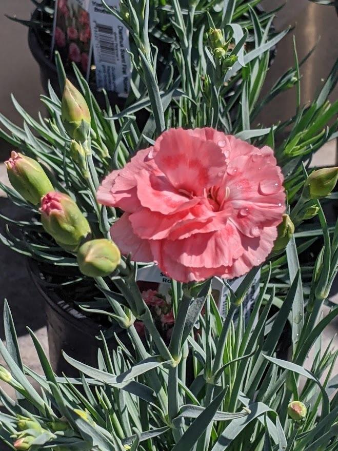 Dianthus (Dianthus plumarius Scent First® Romance) in the Dianthus ...