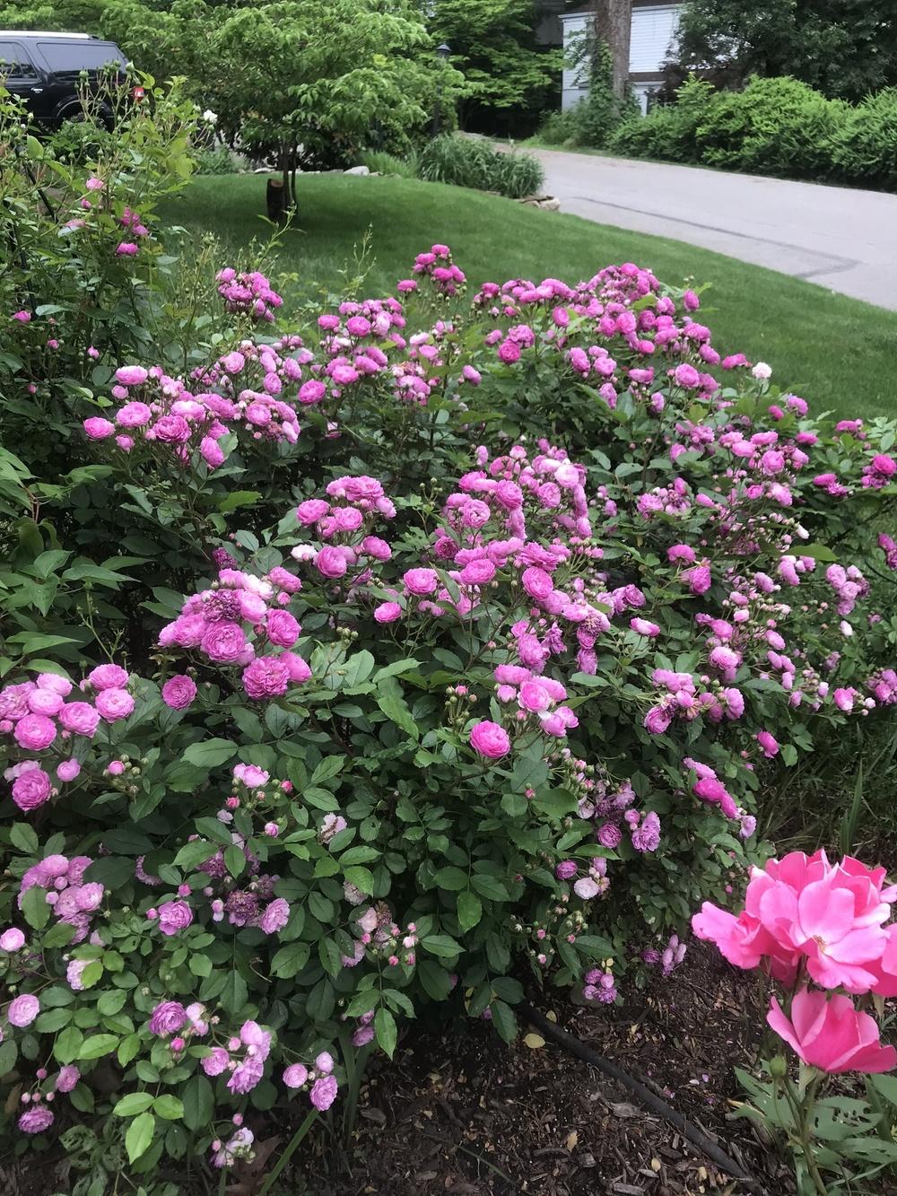 Rose Identification in the Roses forum - Garden.org