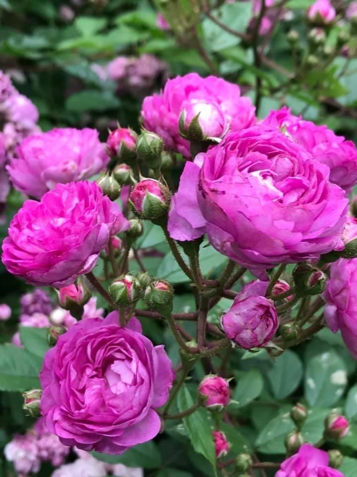 Rose Identification in the Roses forum - Garden.org