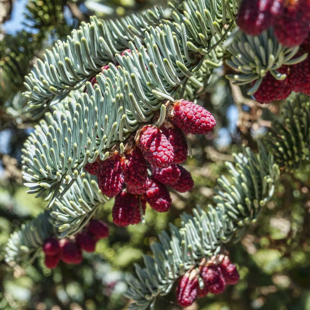 Photo of the cone of Noble Fir (Abies procera 'Glauca') posted by ...