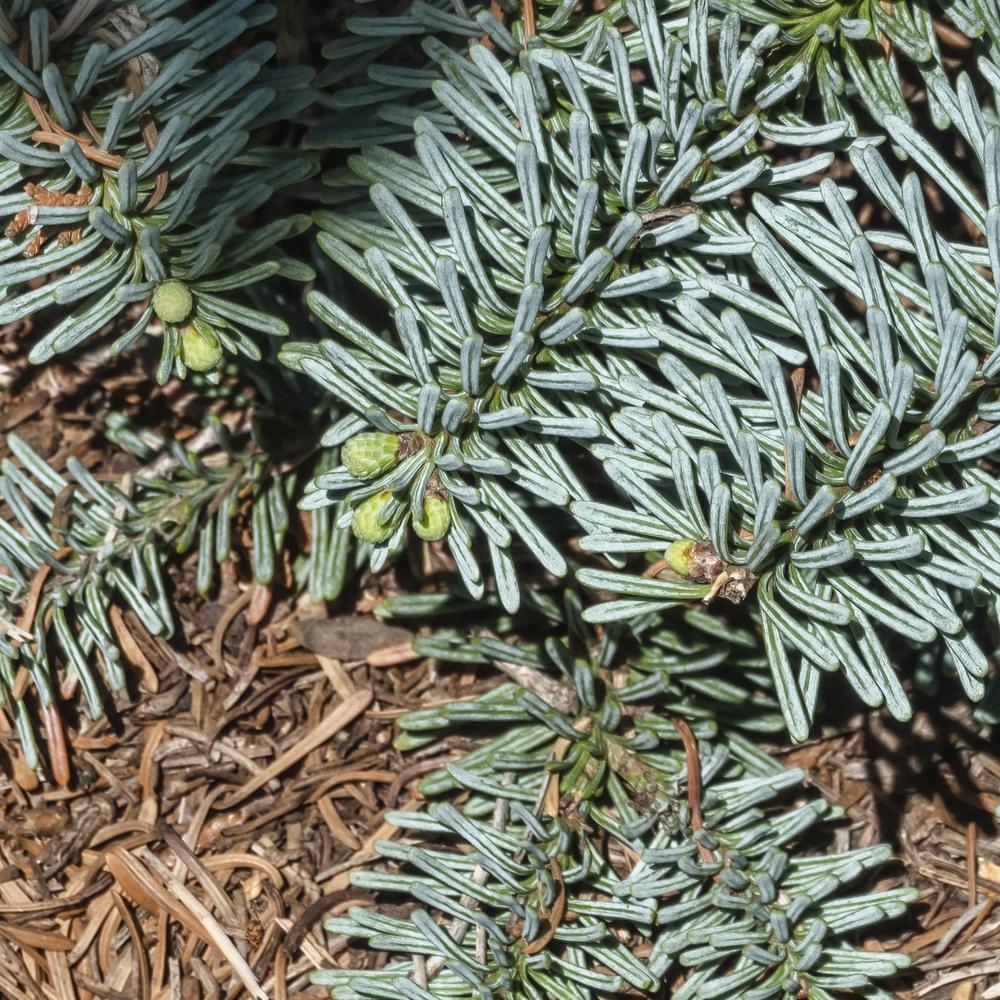 Photo of the closeup of buds, sepals and receptacles of Noble Fir ...
