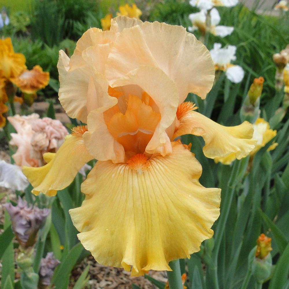 Border Bearded Iris (Iris 'Solar Sunrise') in the Irises Database ...