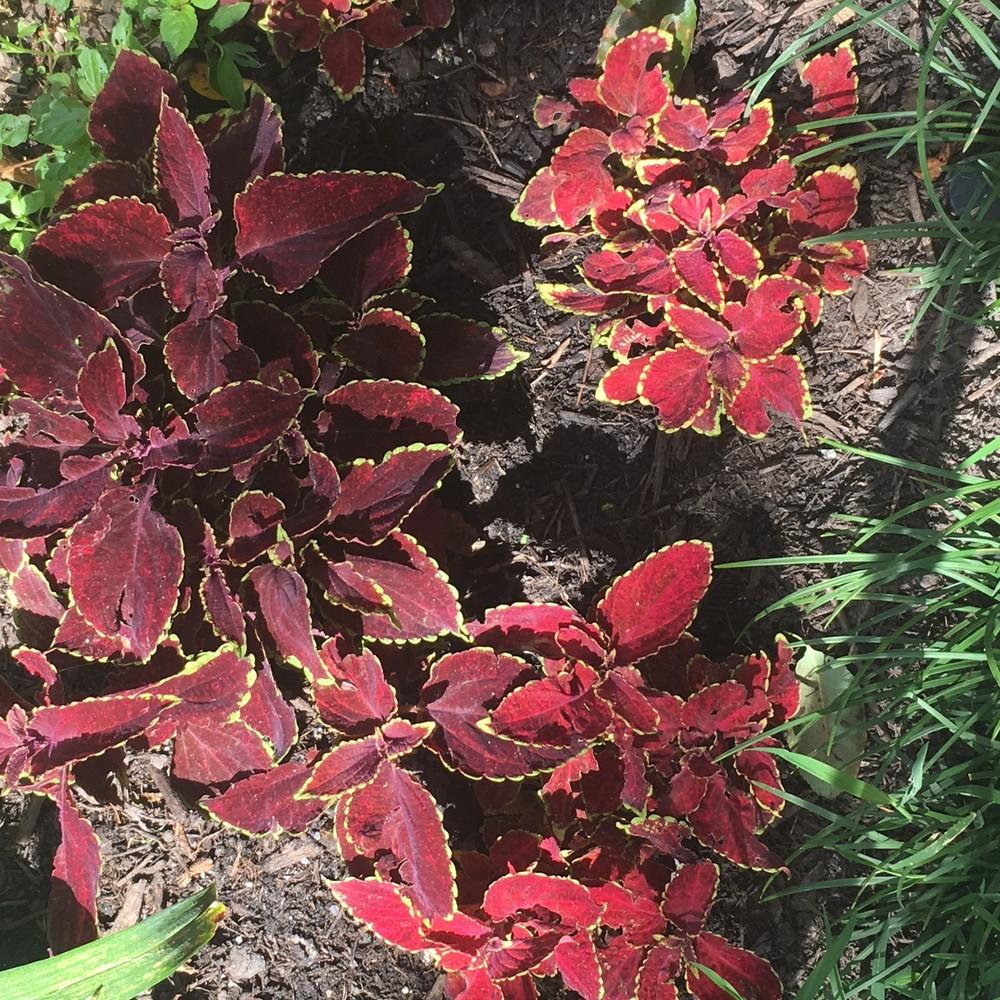 Coleus (Coleus scutellarioides Wizard™ Scarlet) in the Coleus Database ...