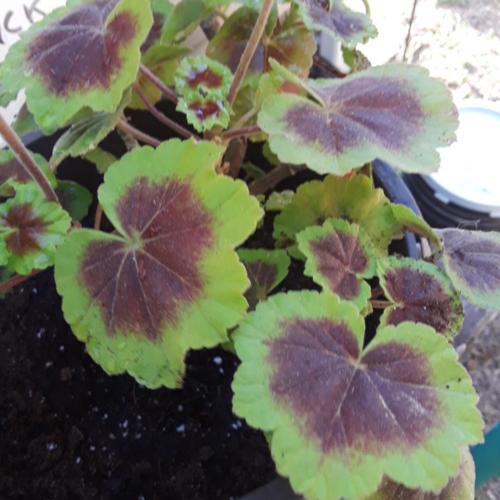 Geranium (Pelargonium 'Brocade Fire') in the Pelargoniums Database ...