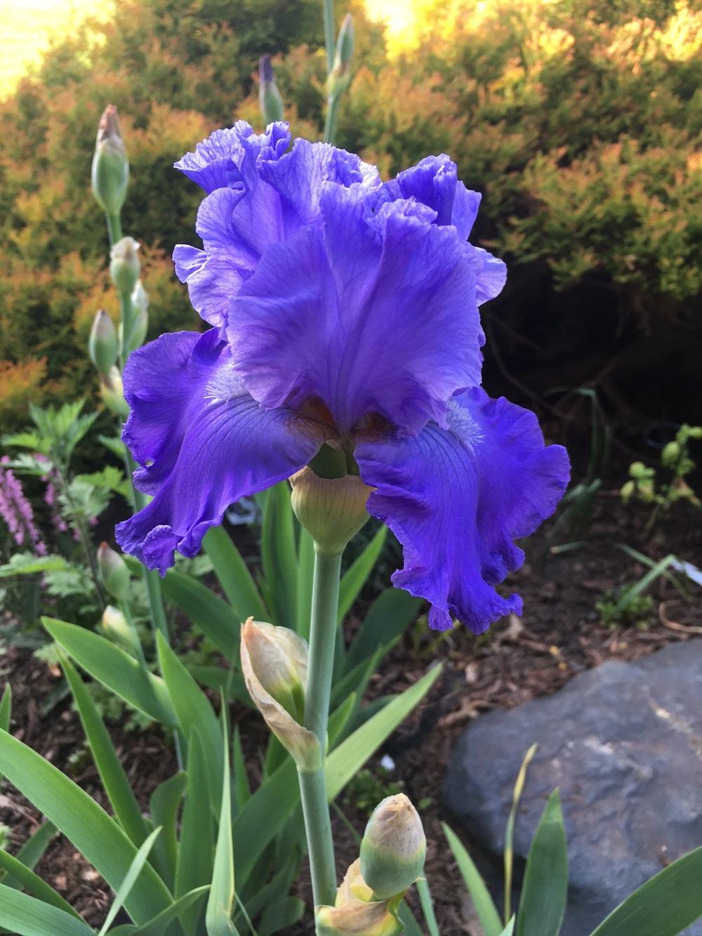 Tall Bearded Iris (Iris 'Home of the Blues') in the Irises Database ...