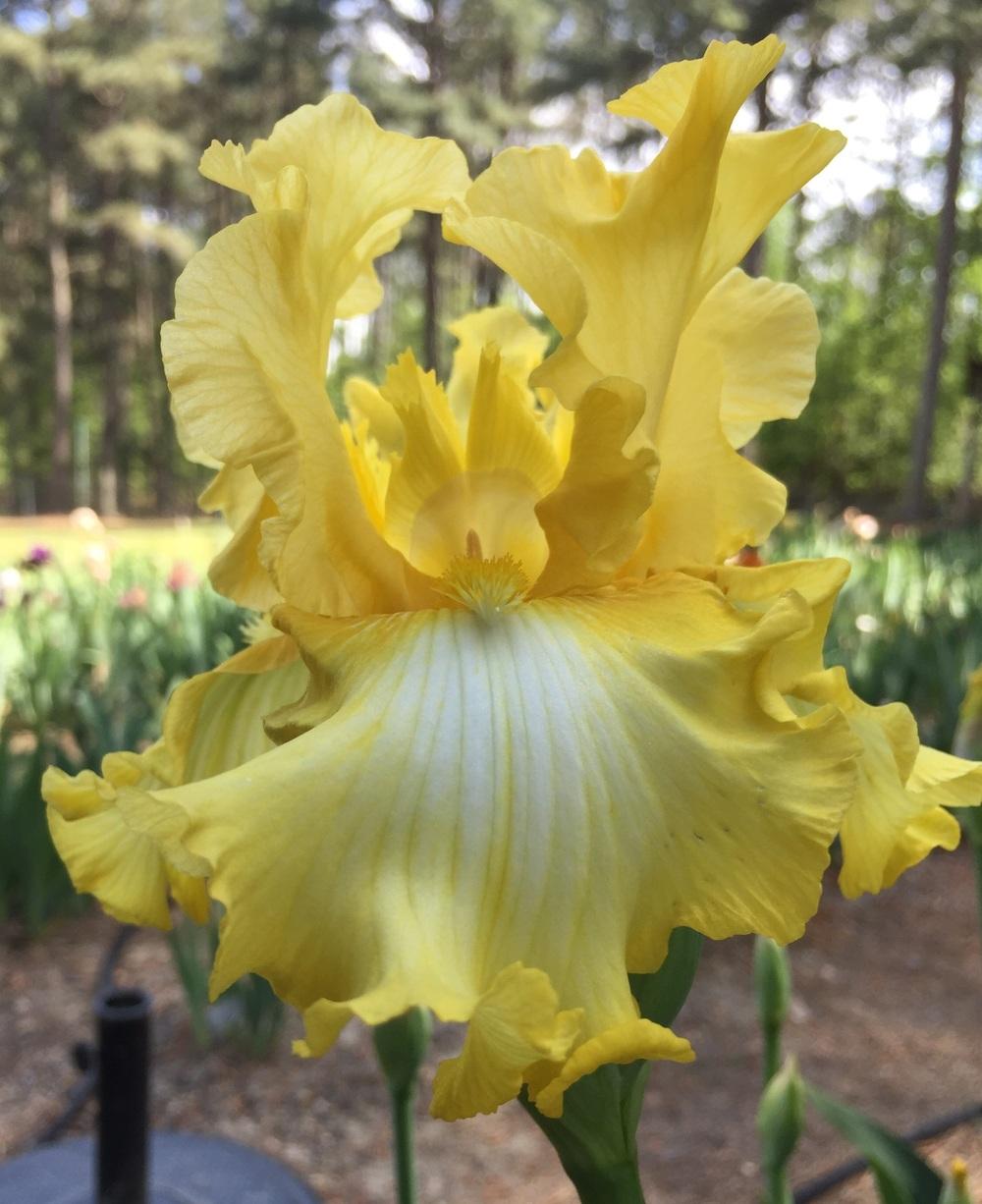 Tall Bearded Iris (Iris 'Lionel-Choo Choo') in the Irises Database ...