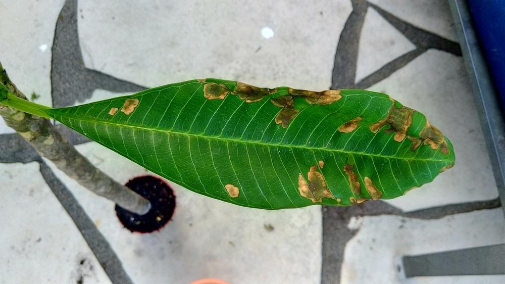 Plumeria leaves browning? in the Plumeria forum - Garden.org