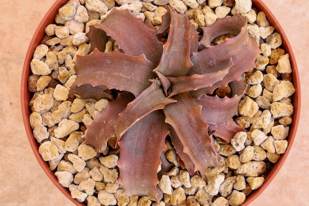 Photo of the entire plant of Aloe (Aloe prostrata) posted by Baja ...