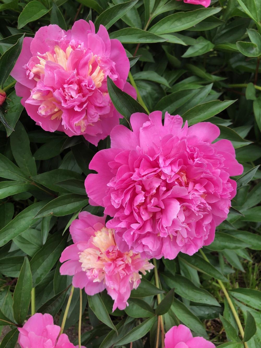 Photo of the bloom of Peony (Paeonia lactiflora 'Edulis Superba ...