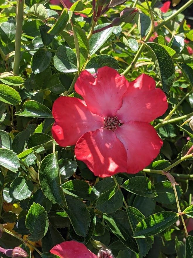 Photo of the bloom of Groundcover Rose (Rosa 'Flower Carpet Coral ...