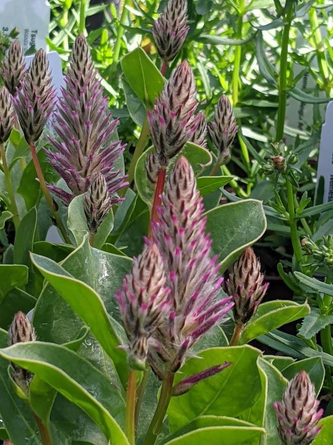 Photo of the bloom of Ptilotus exaltatus 'Joey' posted by Joy - Garden.org