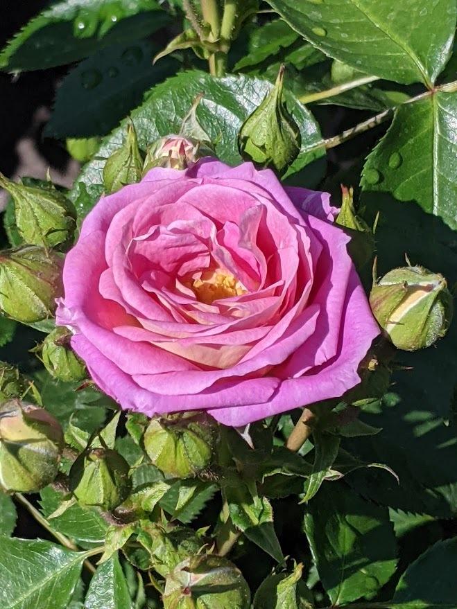 Photo of the bloom of Rose (Rosa 'Arctic Blue') posted by Joy - Garden.org