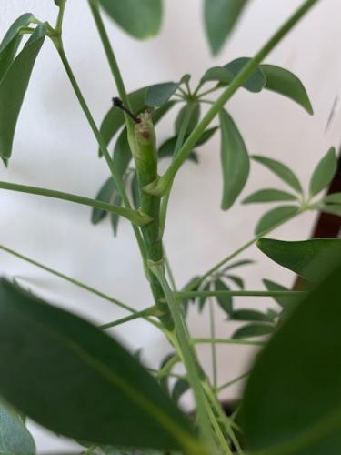 My schefflera arboricola (dwarf umbrella tree) nodes are turning black ...