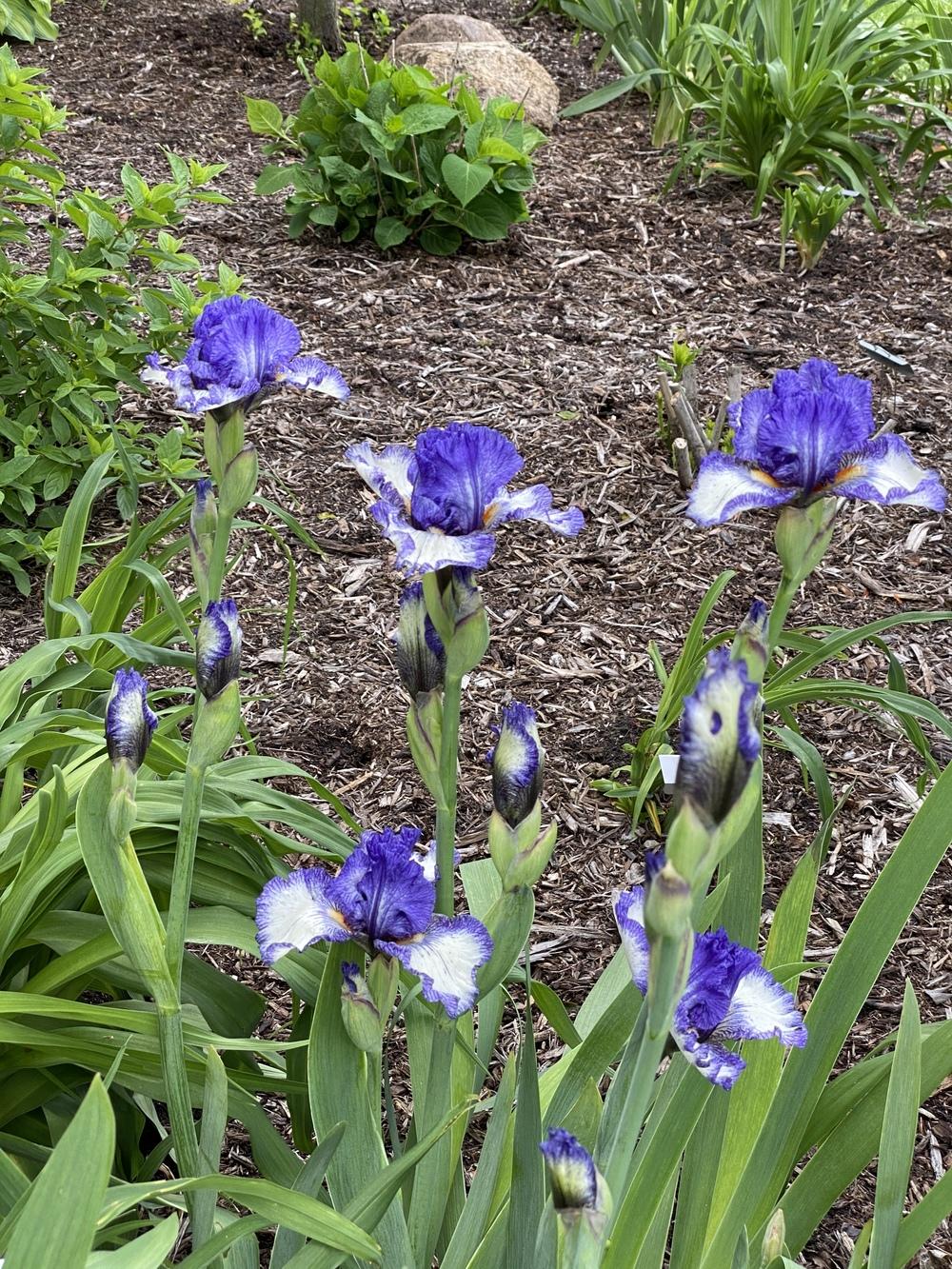 Photo of the entire plant of Tall Bearded Iris (Iris 'America the ...