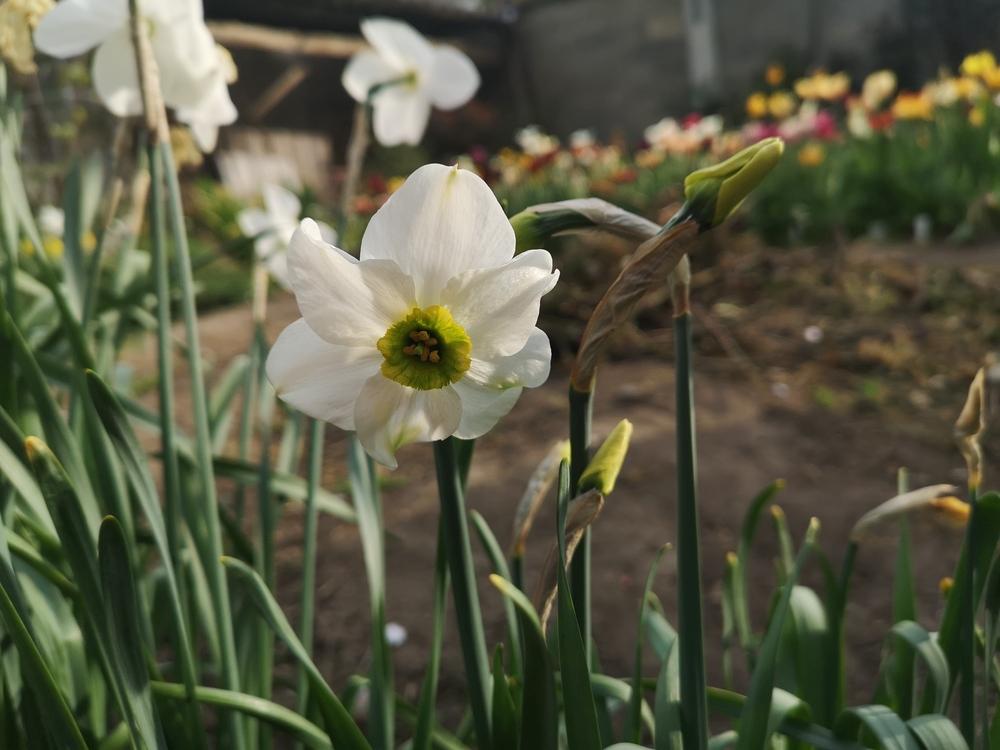 Photo of the bloom of Small-cupped Daffodil (Narcissus 'Sinopel ...