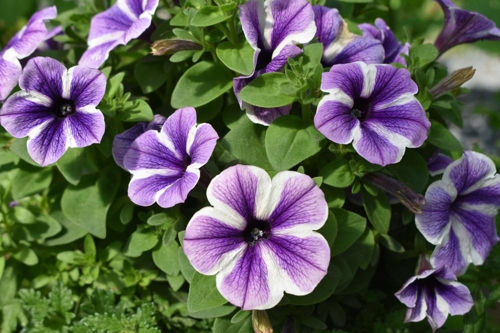 Petunia Potunia™ Starfish in the Petunias Database - Garden.org