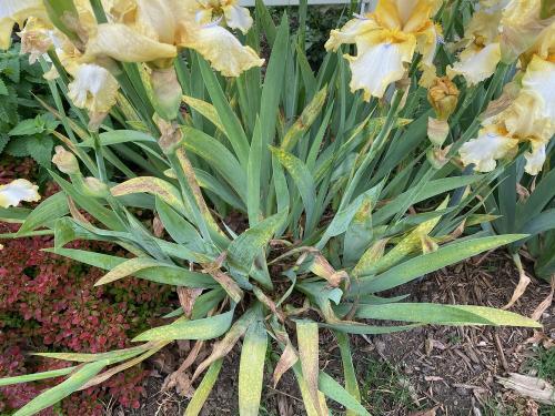 iris disease in the Irises forum - Garden.org