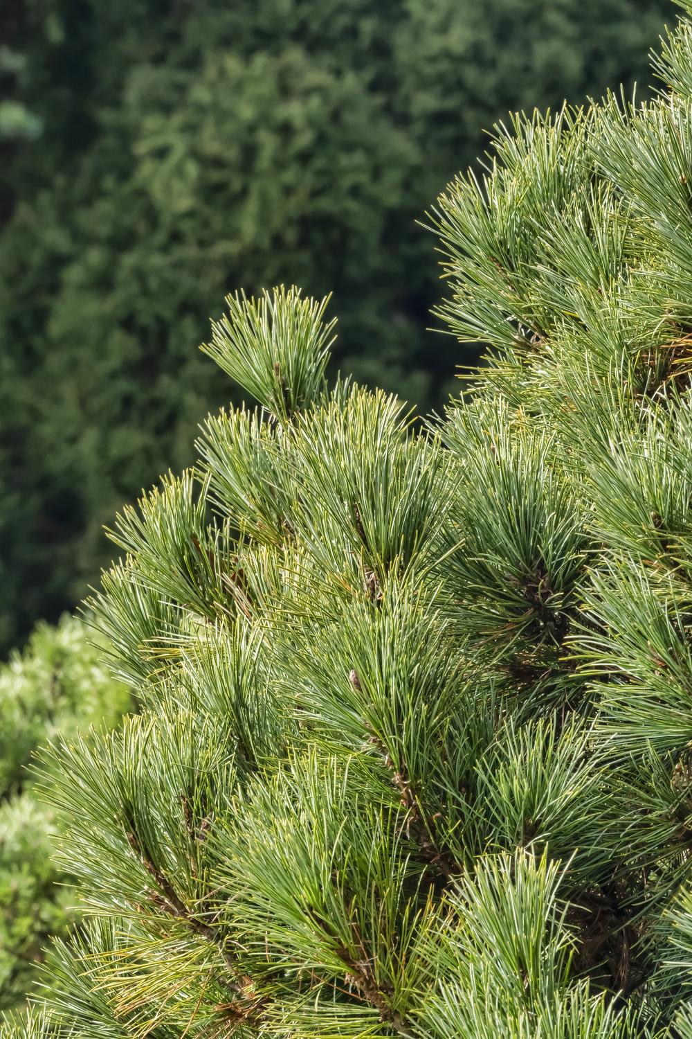 Swiss Stone Pine (Pinus cembra 'Pygmaea') - Garden.org