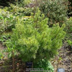 Eastern White Pine (Pinus strobus 'Tiny Kurls') - Garden.org