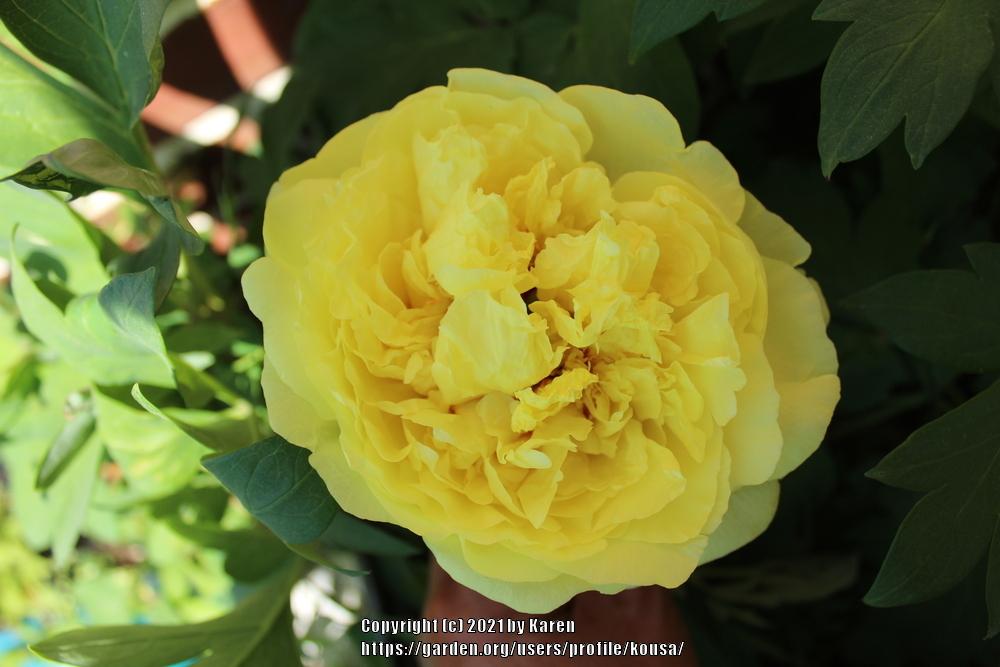 Lutea Hybrid Tree Peony (Paeonia 'Alice Harding') in the Peonies ...