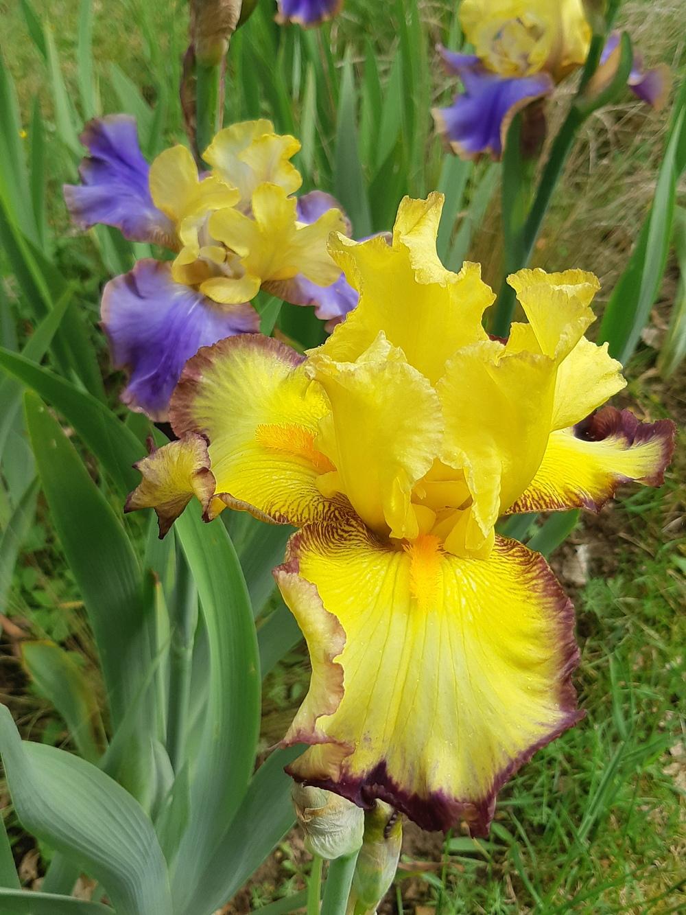 Tall Bearded Iris (Iris 'Fleur de Feu') in the Irises Database - Garden.org