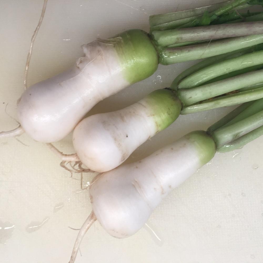 Radish (Raphanus sativus 'Altari Dochon 89') in the Radishes Database ...