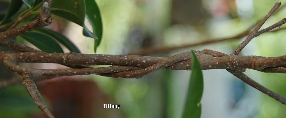 How to accomplish two trees into one? in the Trees and Shrubs forum ...